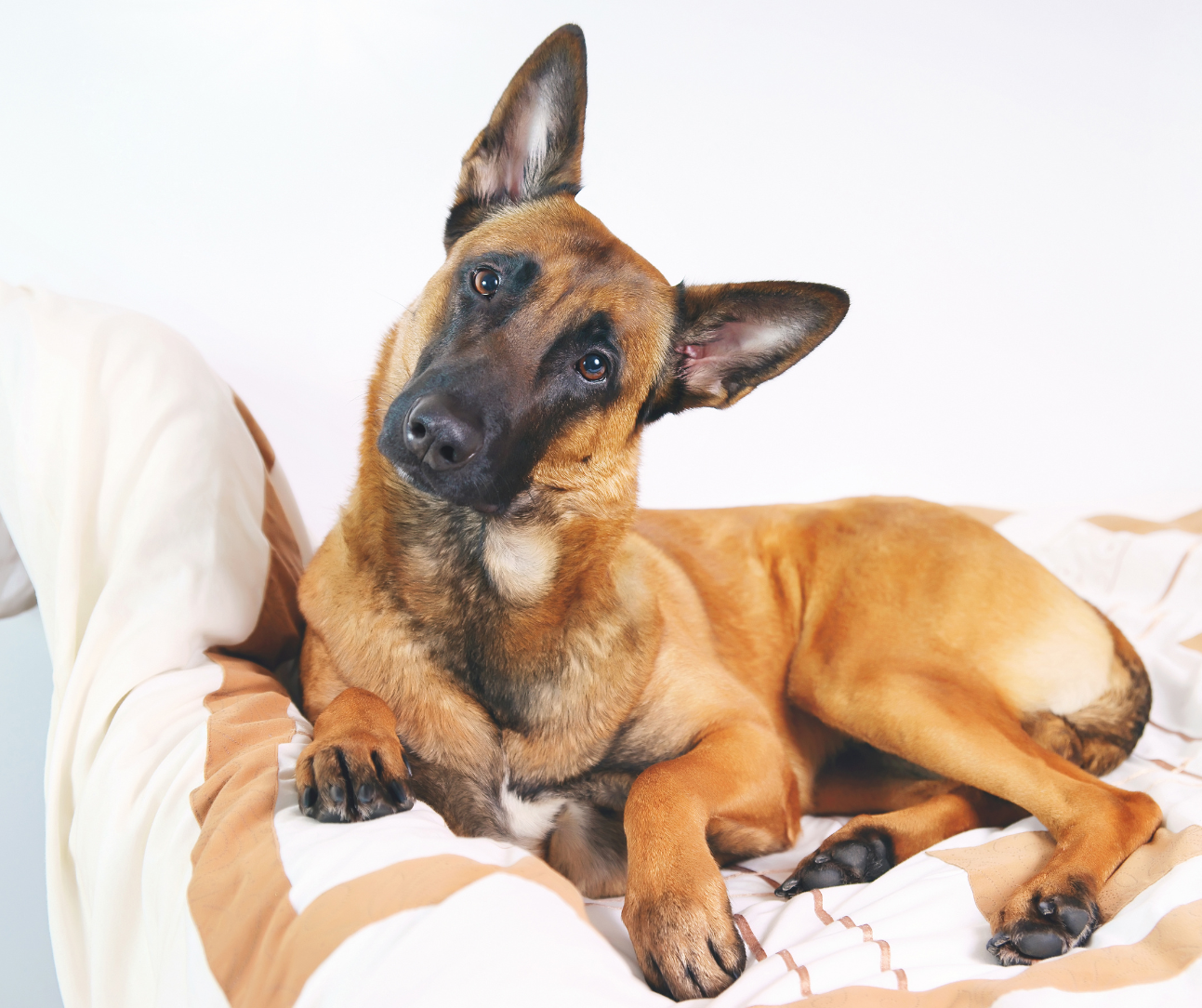 Bedtime Battle - Anne Rosado